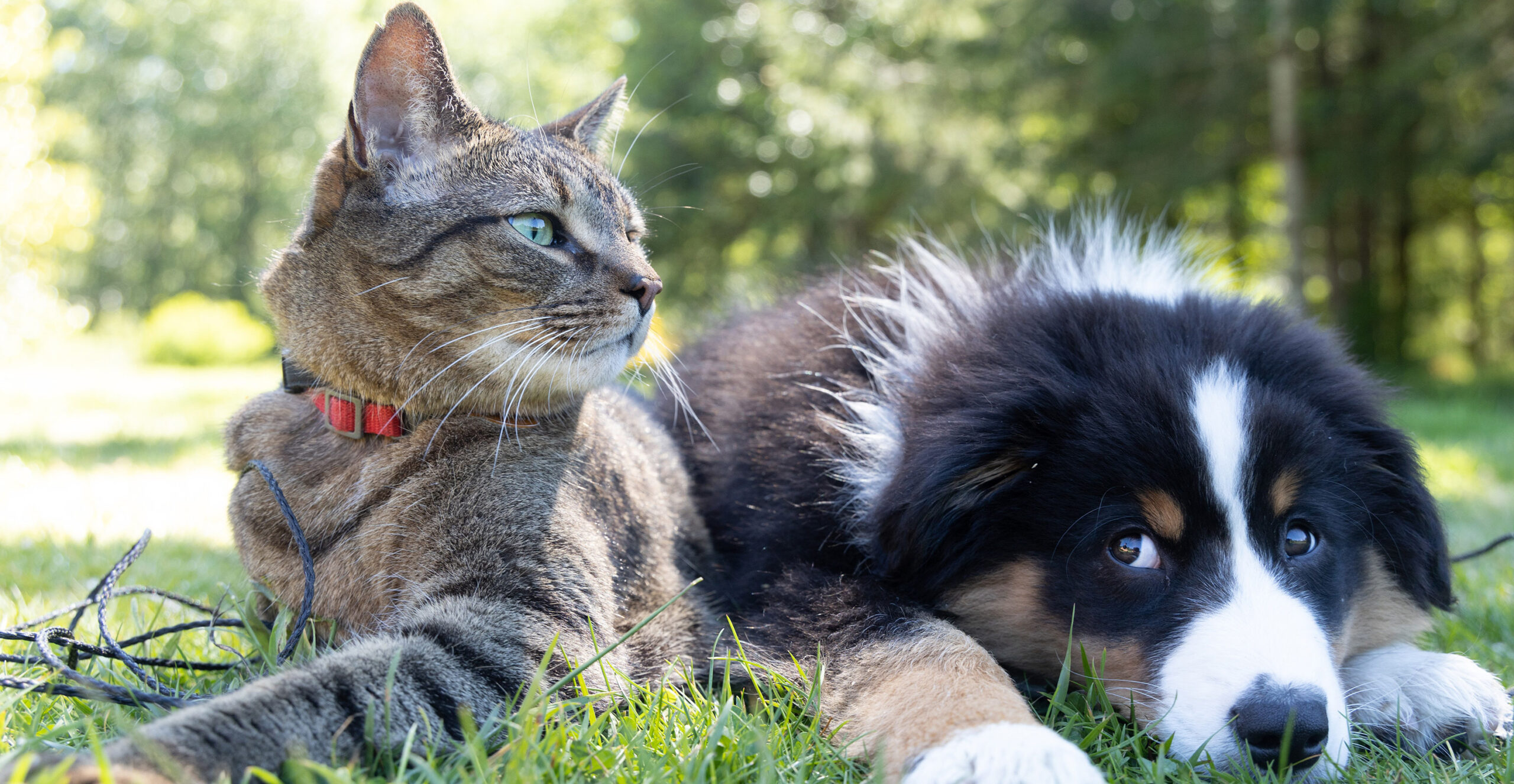 Staff Members - Navarre Veterinary Clinic